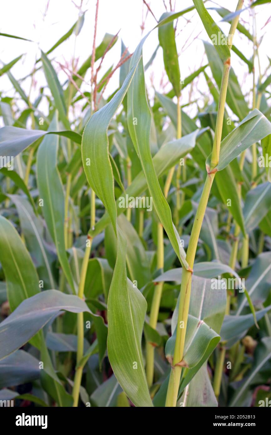 Tall green grass for cow food Stock Photo - Alamy