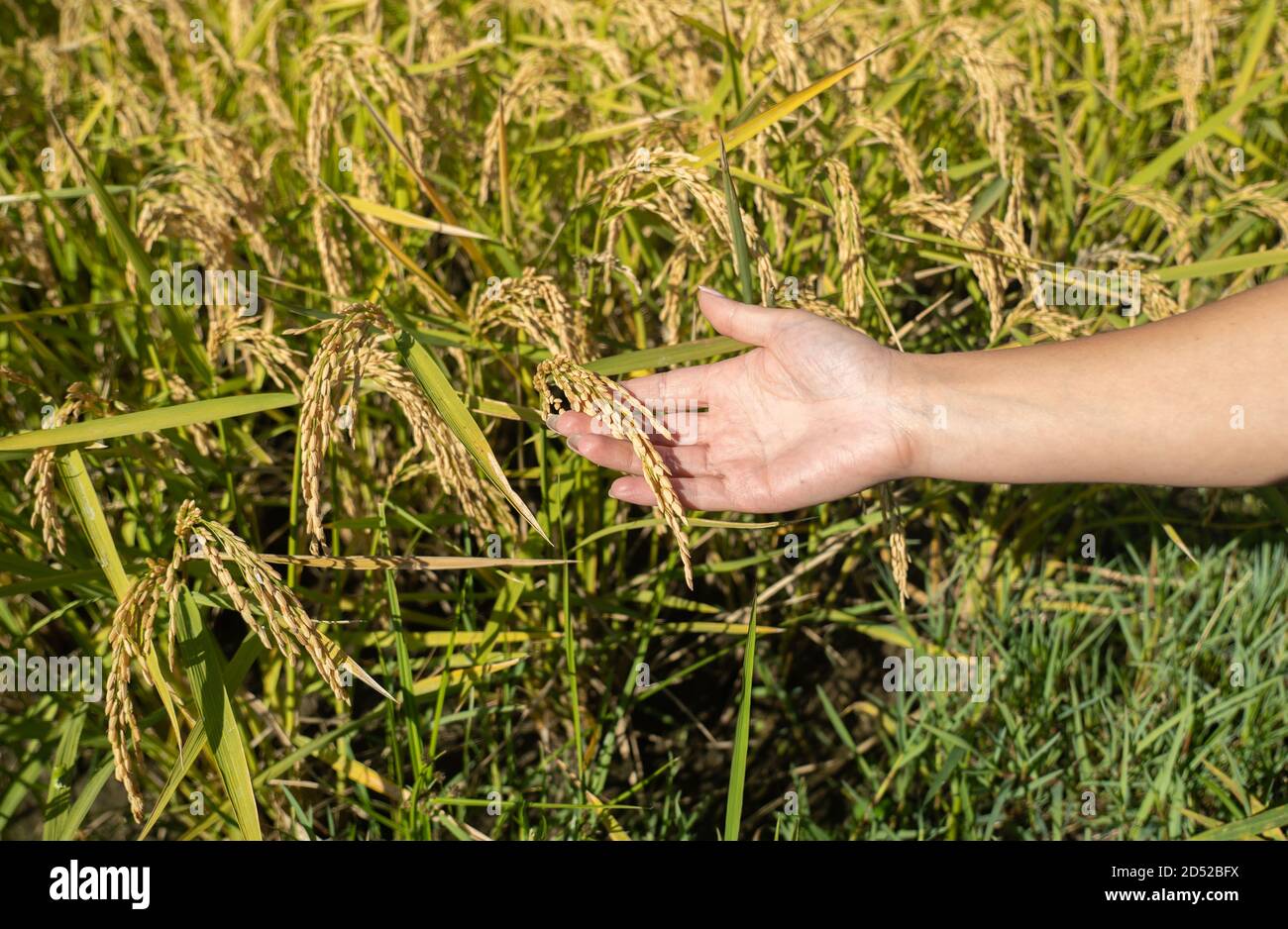 a girl collects rice grains (Oryza glaberrima) in the plain of Oristano ...