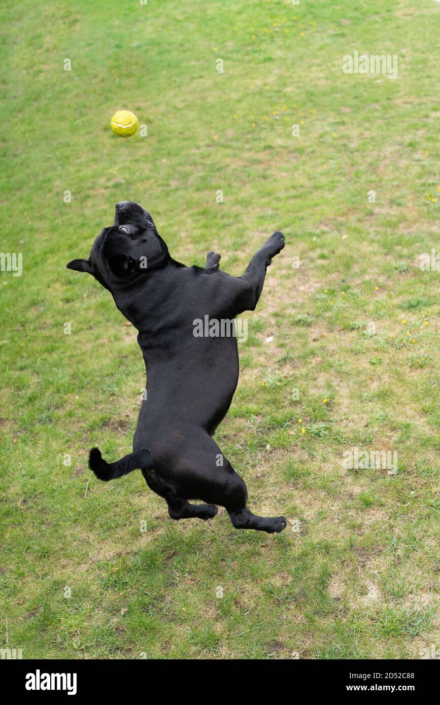 Staffordshire Bull Terrier dog jumping for a tennis ball playing on ...