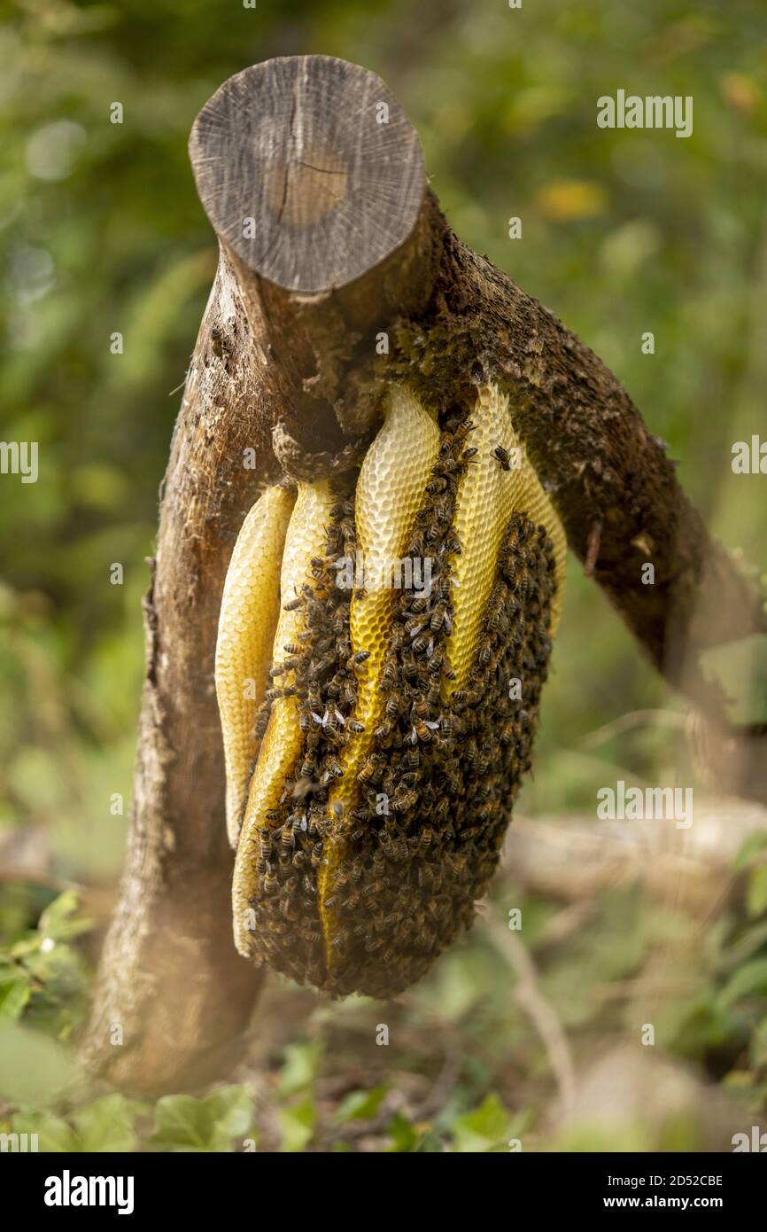 Branch with bee hive honeycomb Stock Photo - Alamy