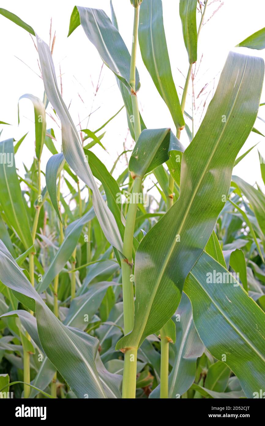 Tall green grass for cow food Stock Photo - Alamy