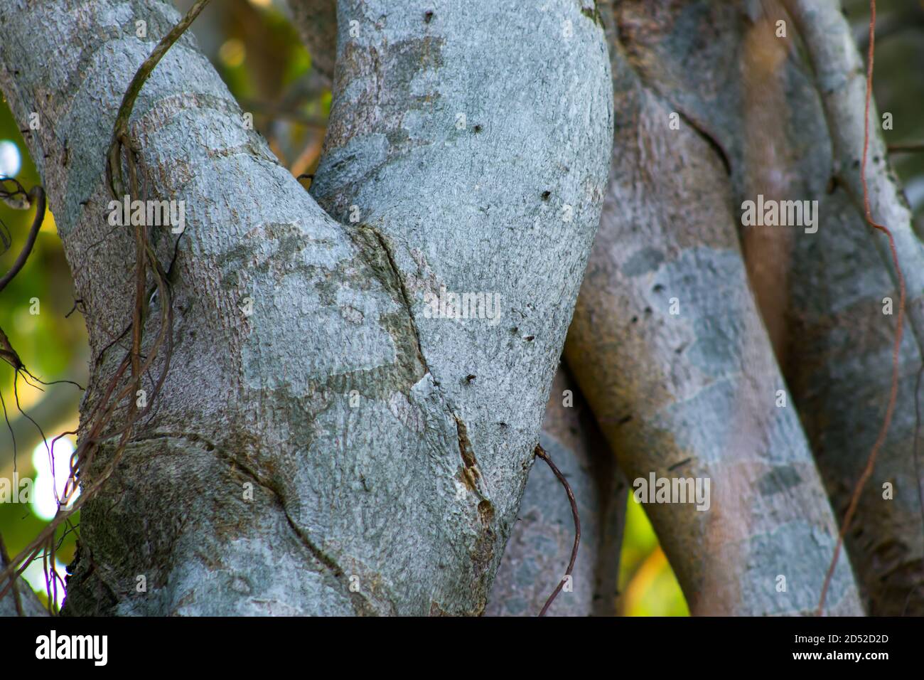 100 years old big banyan tree closeup by the Gorai river Stock Photo ...