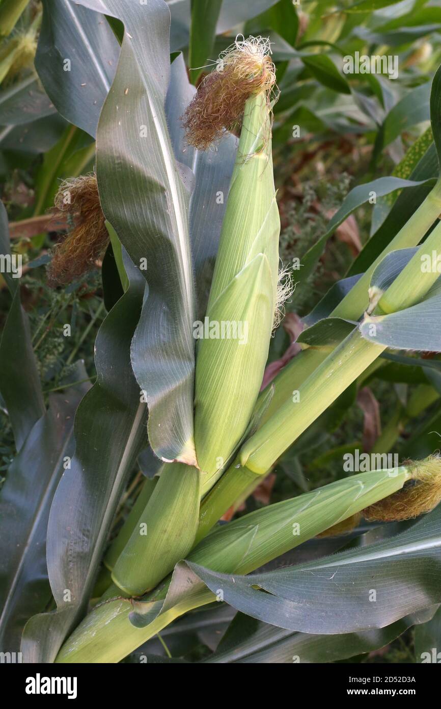 Tall green grass for cow food Stock Photo - Alamy