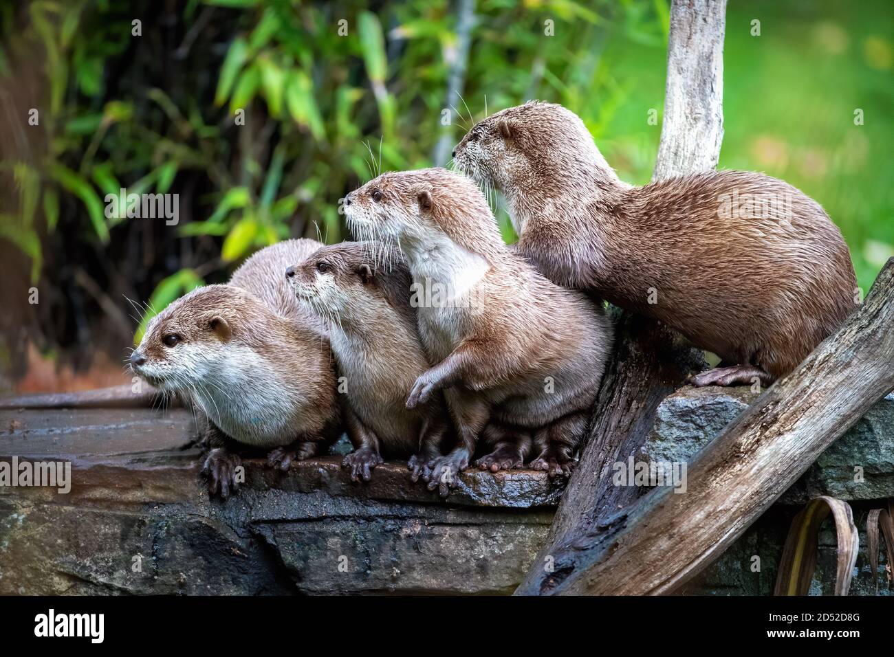 Asian Small Clawed Otters High Resolution Stock Photography and Images ...