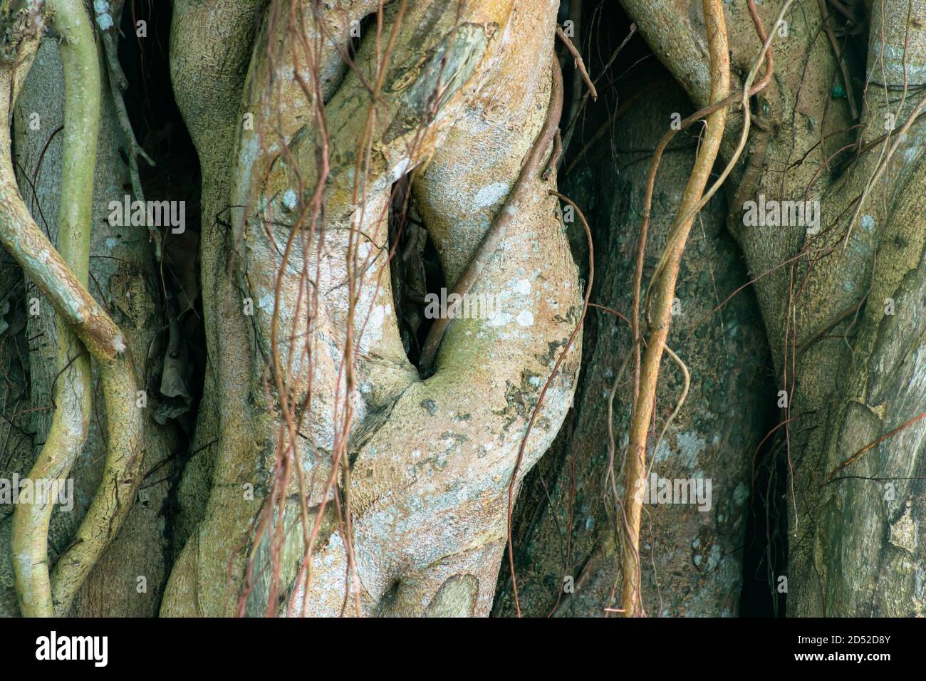 Banyan Tree Texture High Resolution Stock Photography and Images - Alamy