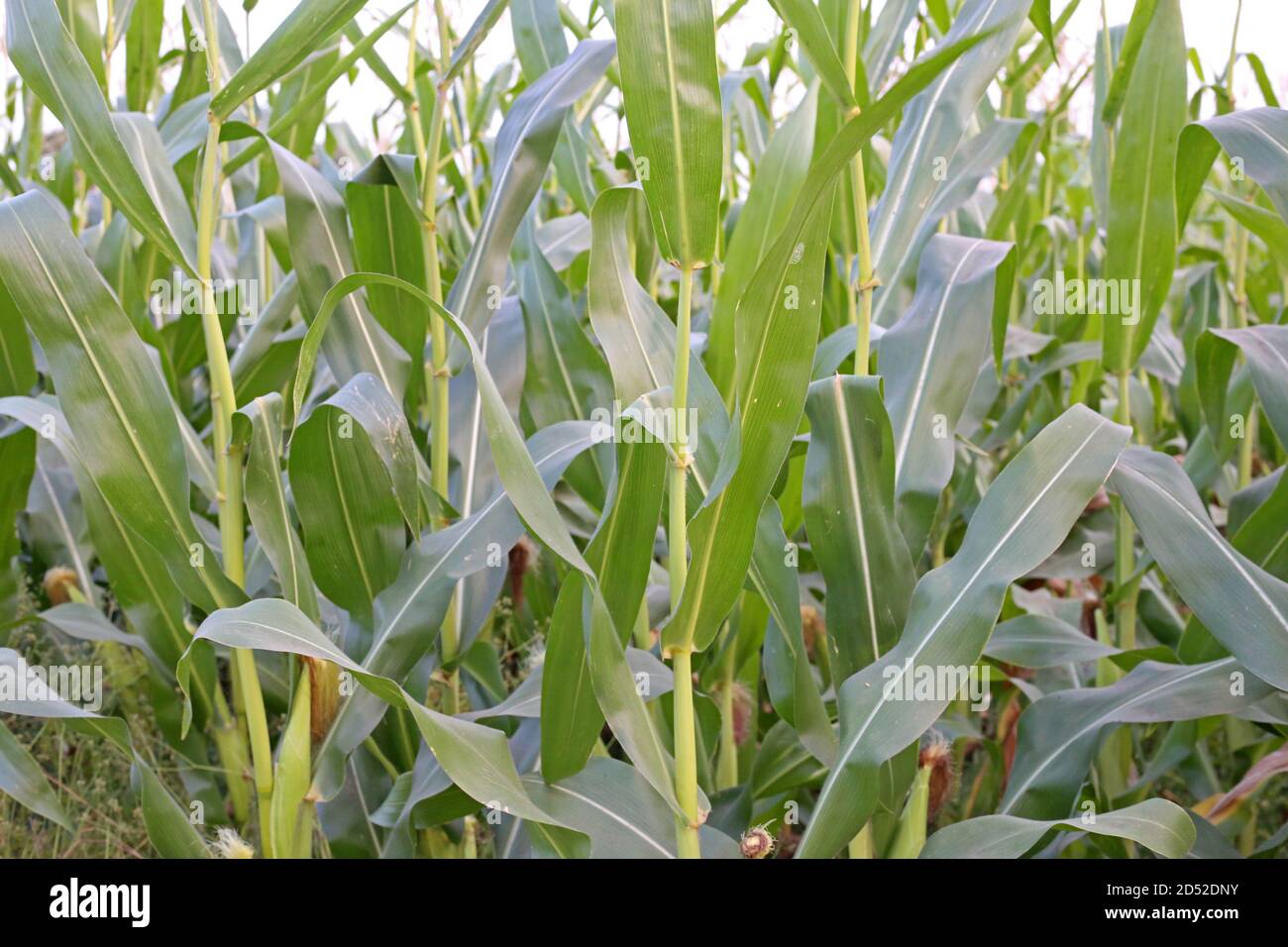 Tall green grass for cow food Stock Photo - Alamy