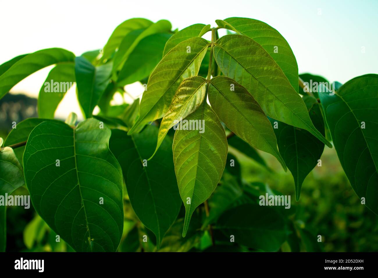 Burflower-tree or Neolamarckia cadamba and called kadam locally is an ...