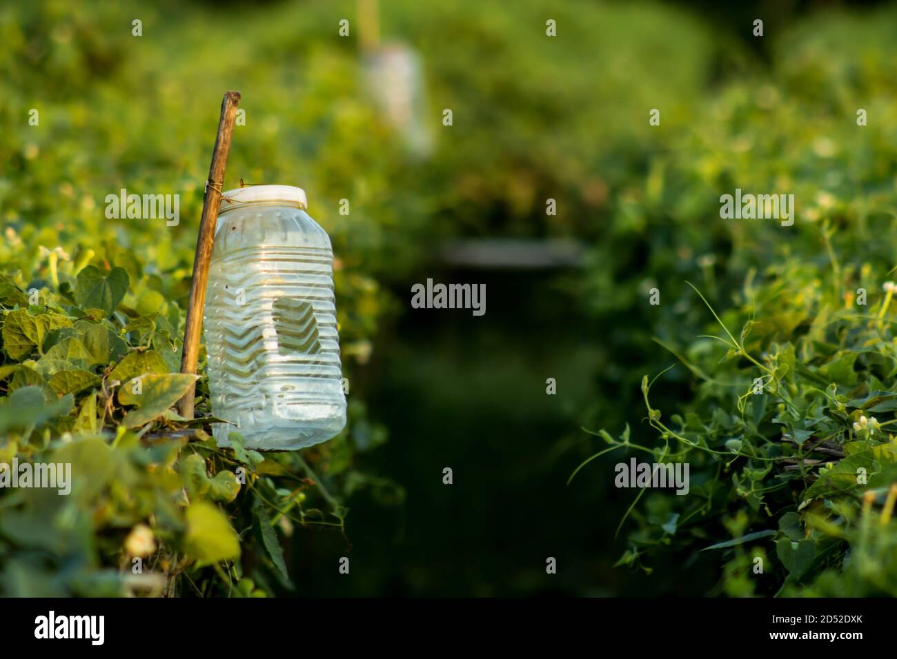 Catching insects and pests and traps have been made by leaking plastic ...