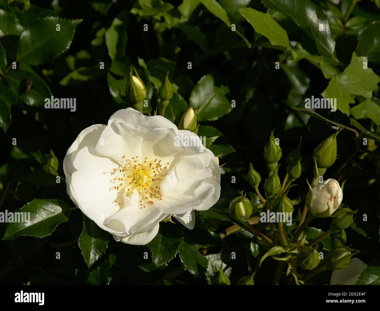 White common briar or dog rose flower on green leafs and buds ...