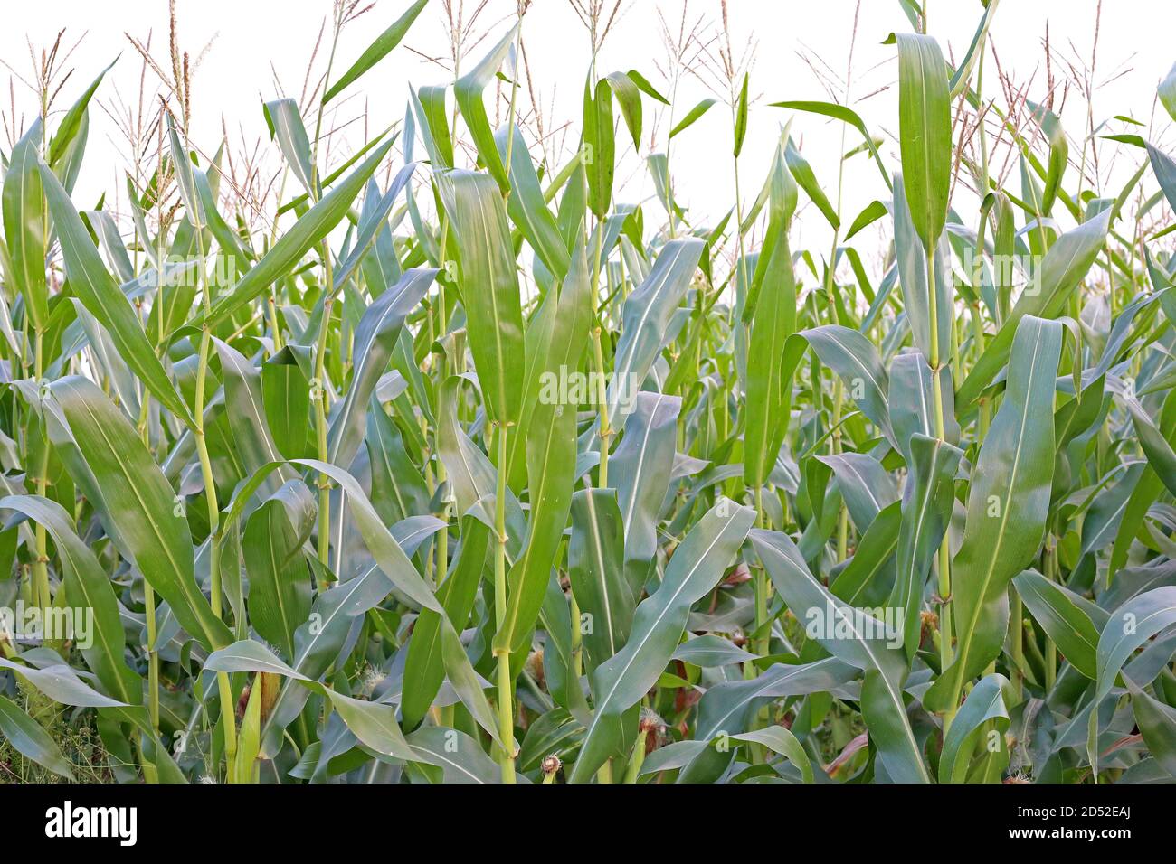 Tall green grass for cow food Stock Photo - Alamy