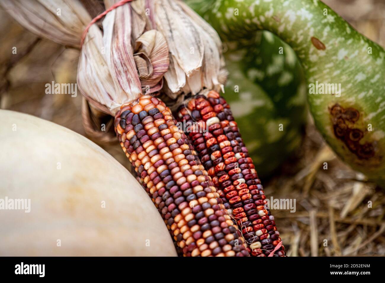 Display autumn colored corn hi-res stock photography and images - Alamy