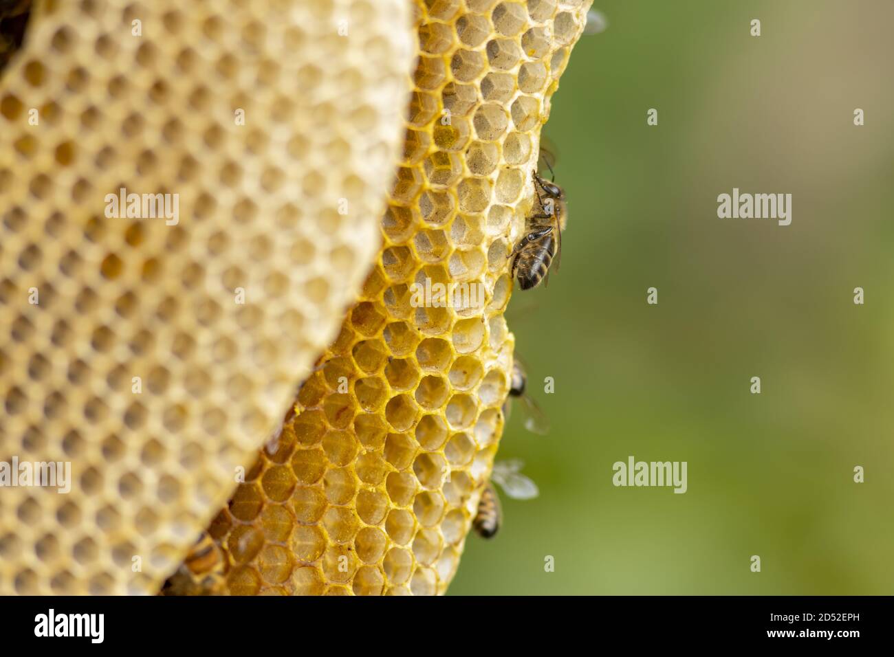 Closeup of bee on the edge of honeycomb layer in natural surrounding ...