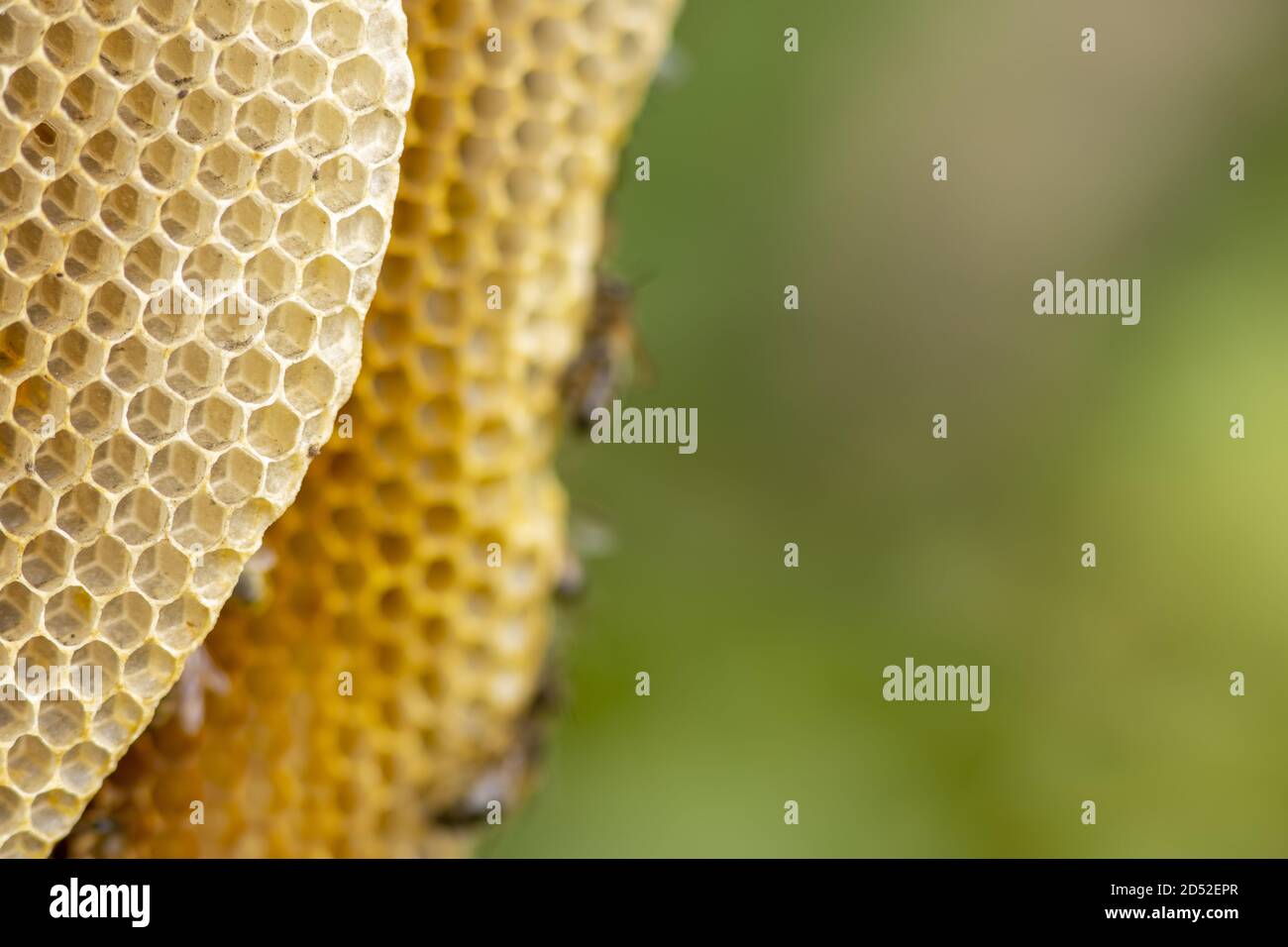 Closeup edges of honeycomb layers in natural surrounding Stock Photo ...