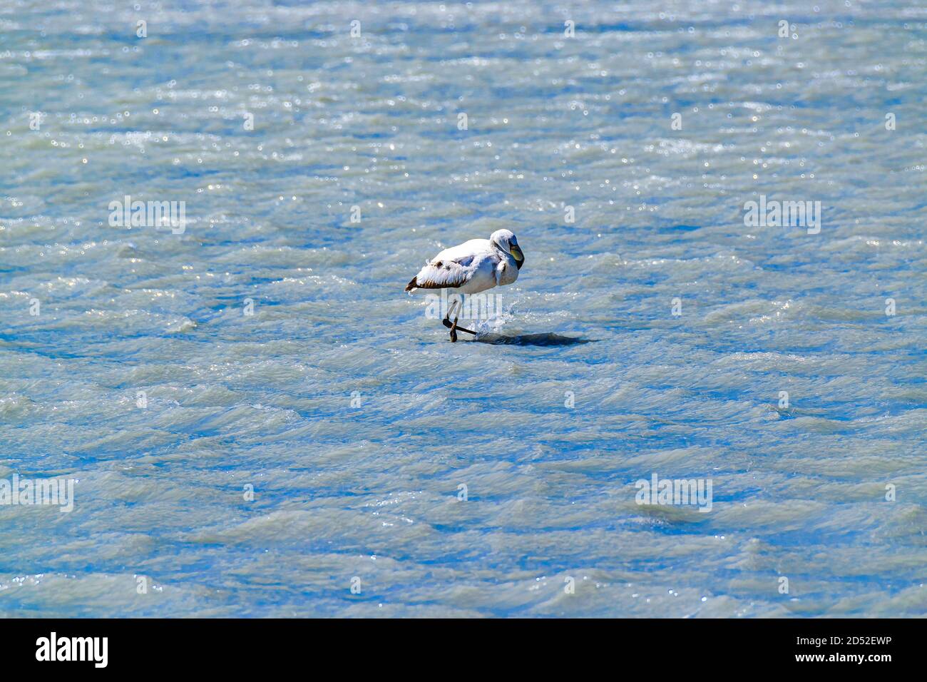 Beautiful flamingo hunting at lake, brava lagoon reserve, la rioja ...