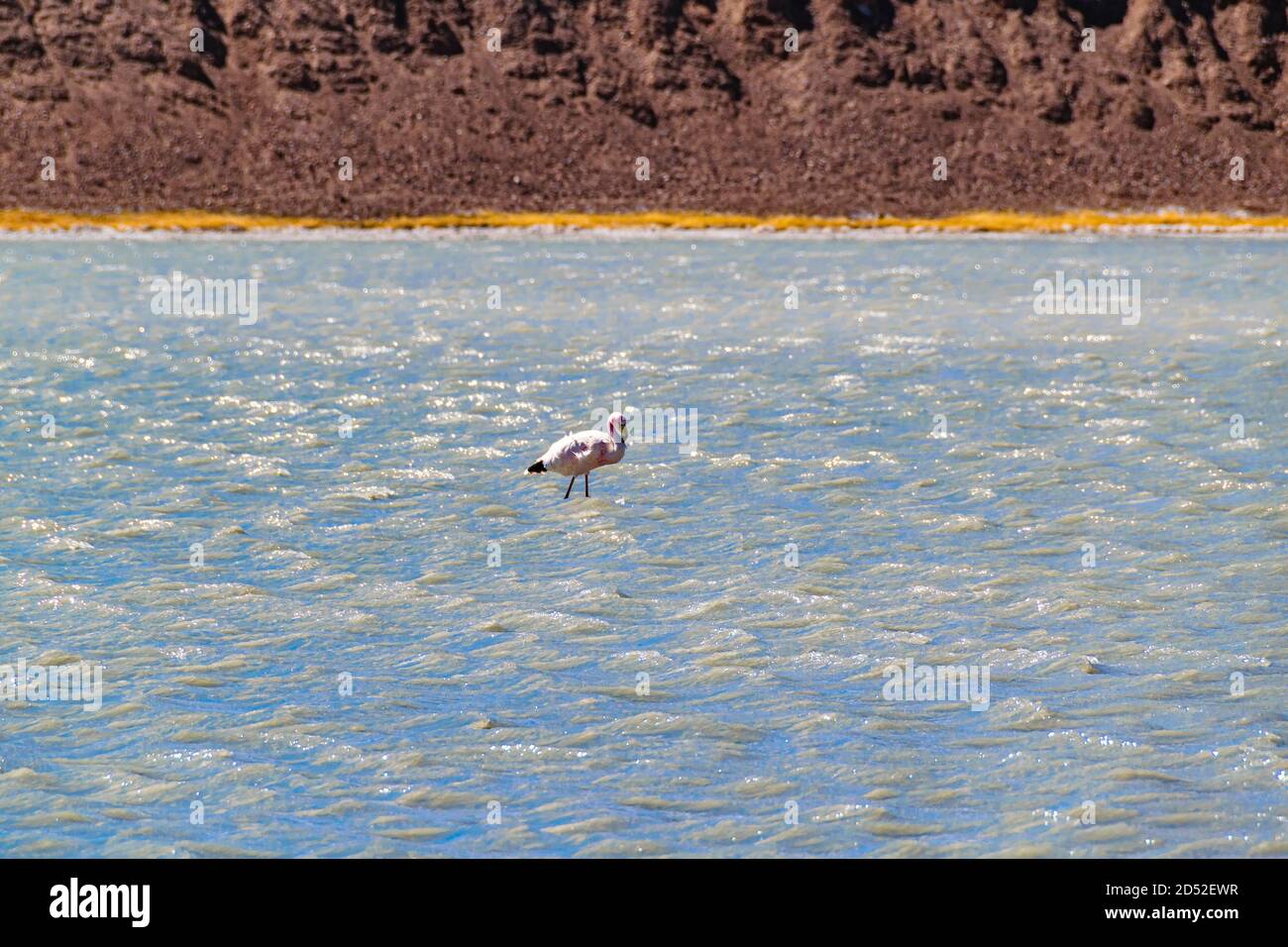 Beautiful flamingo hunting at lake, brava lagoon reserve, la rioja ...