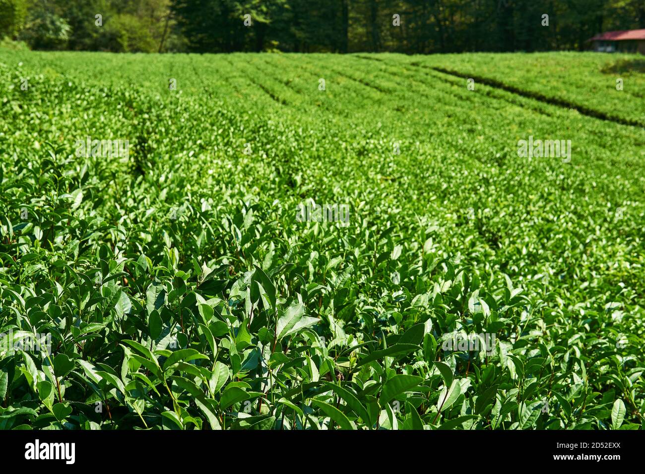rows of tea shrubs on a plantation on a sunny day, focus on the front ...