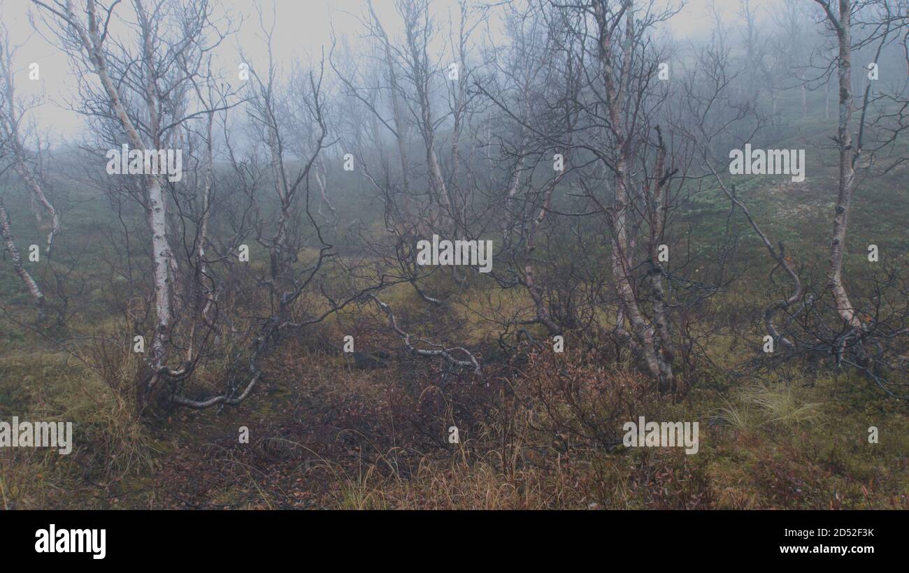 Silver birch woodland forest in hi-res stock photography and images - Alamy