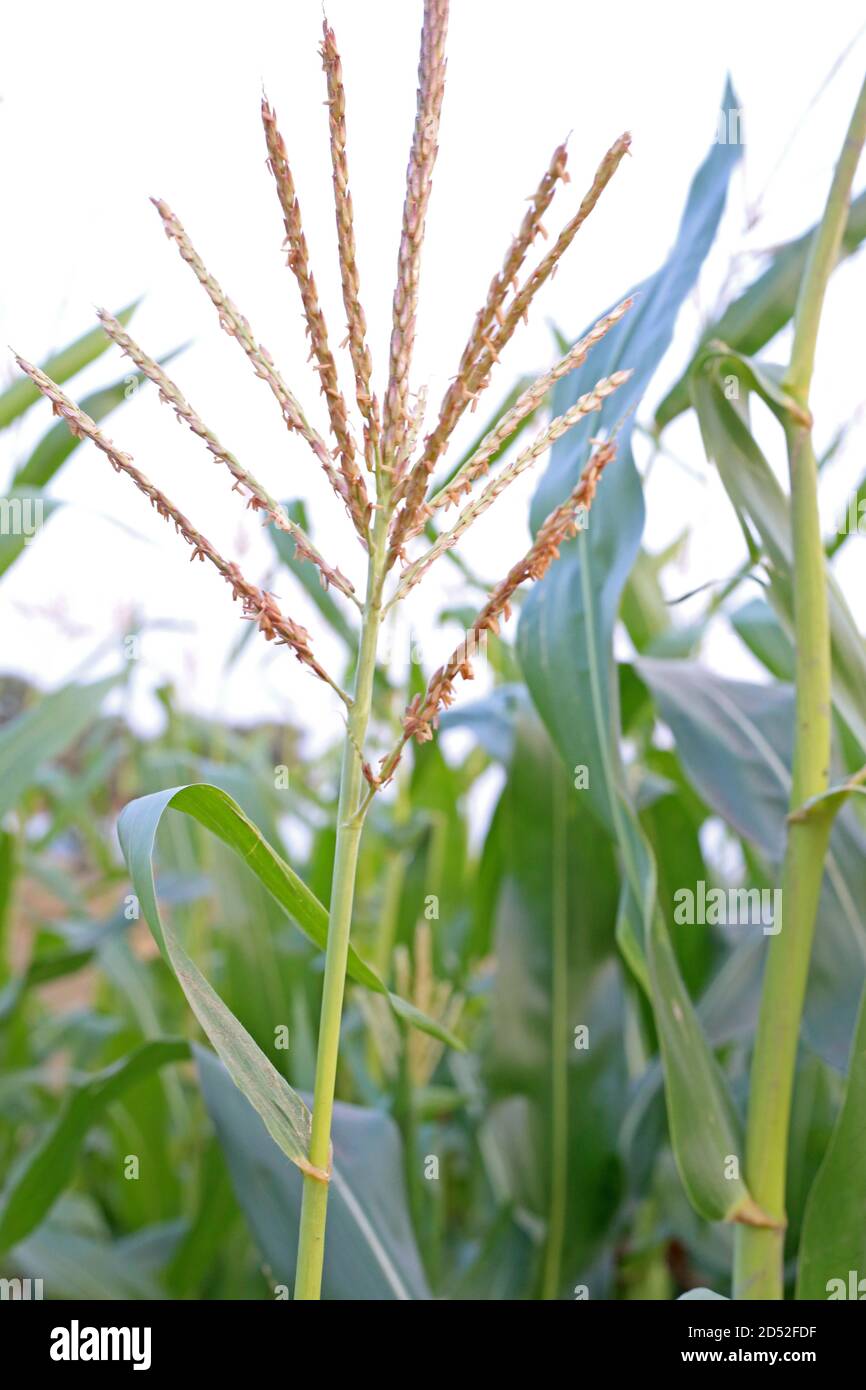 Tall green grass for cow food Stock Photo - Alamy