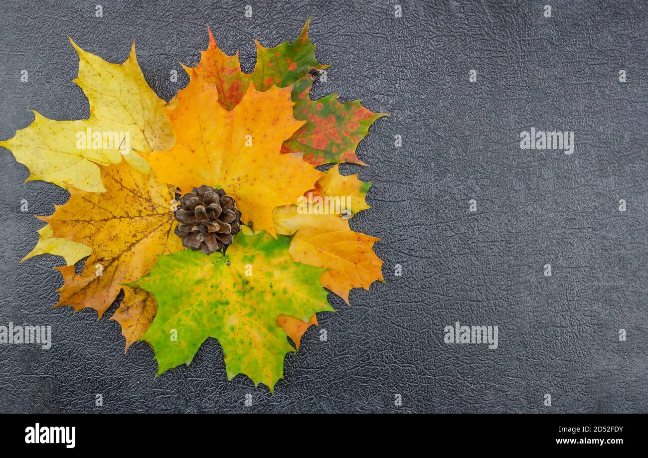 Beautiful bright maple leaves with a cone in the middle lie on a black ...