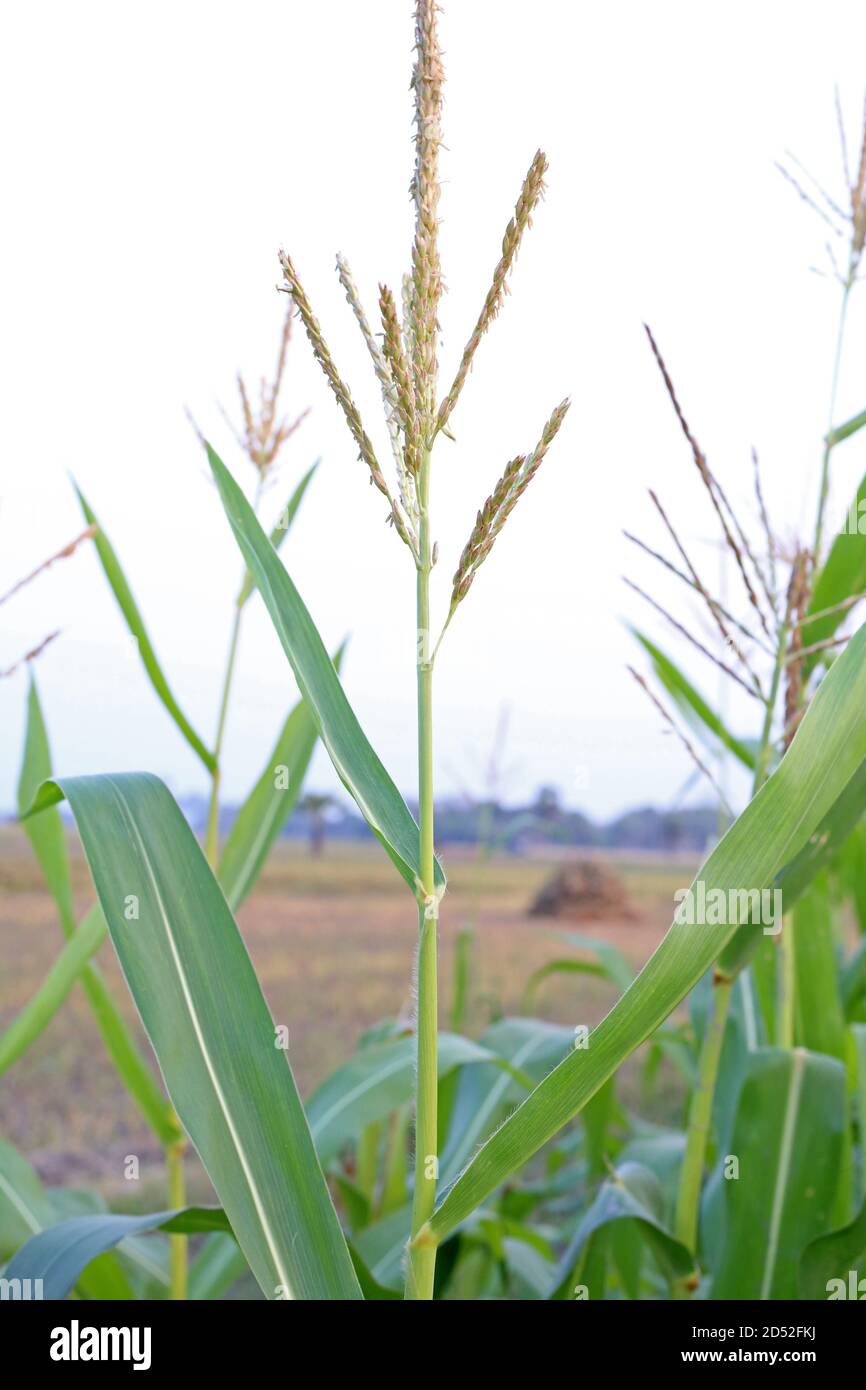 Tall green grass for cow food Stock Photo - Alamy