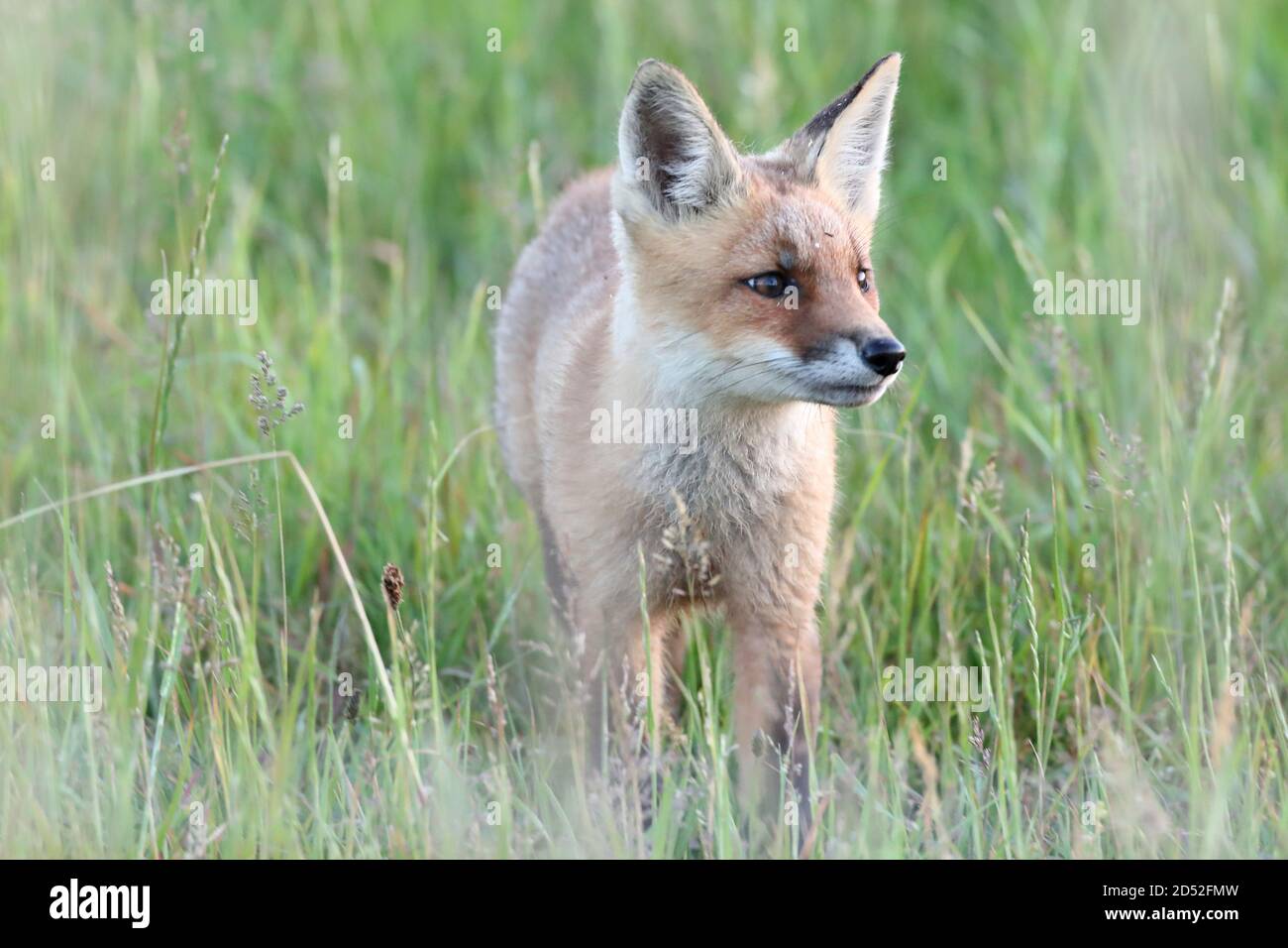 red fox (Vulpes vulpes), fox cub standing in a meadow Stock Photo - Alamy