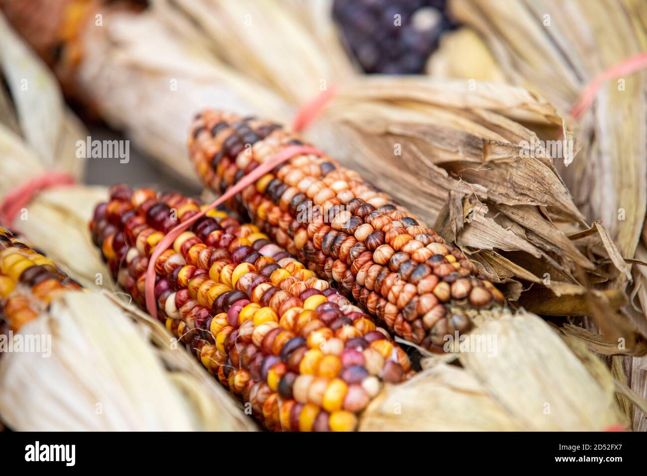 Corn Stalk Halloween High Resolution Stock Photography and Images - Alamy