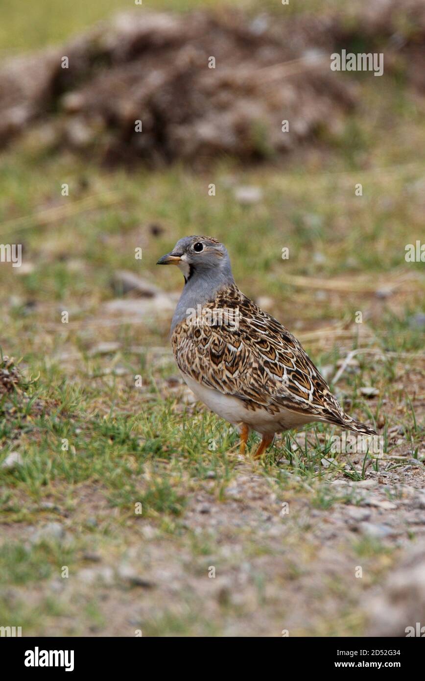 Grey-breasted Seedsnipe (Thinocorus orbignyianus) male on short Puna ...