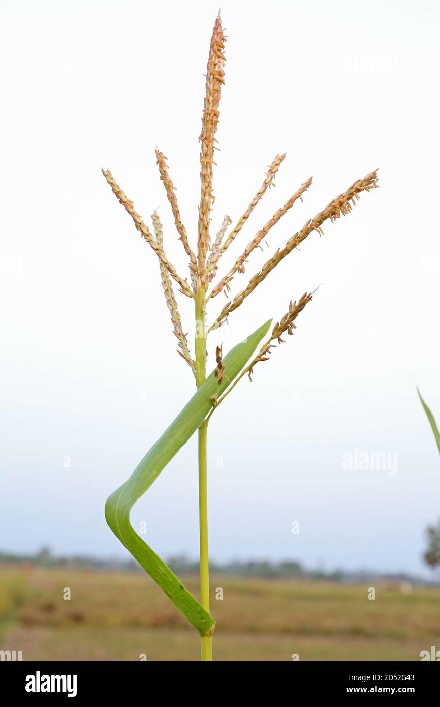 Tall green grass for cow food Stock Photo - Alamy
