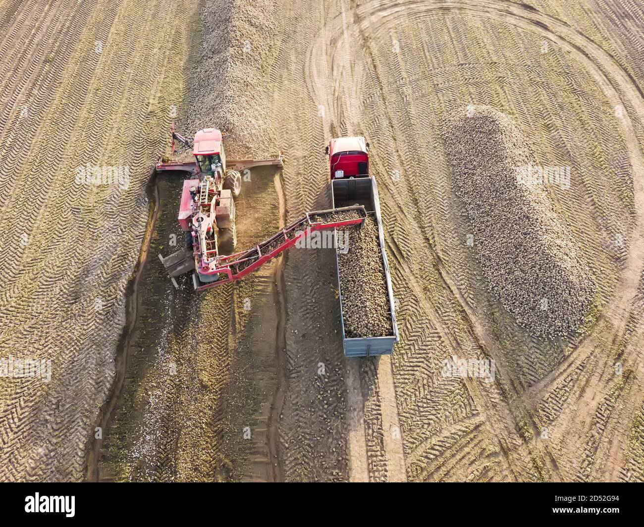 Harvest of sugar beets with a tractor hi-res stock photography and ...