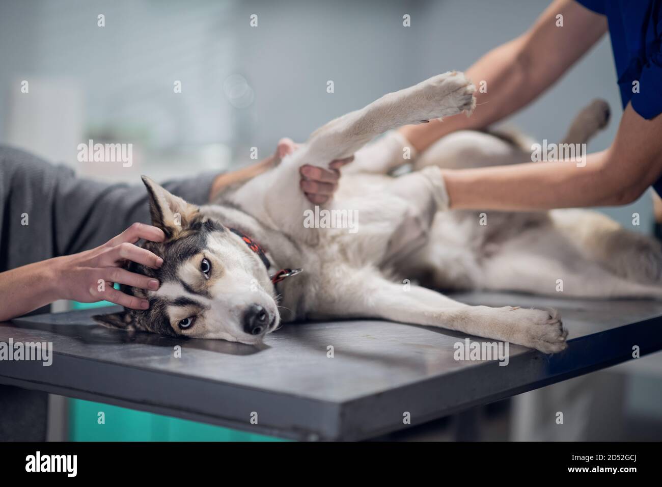 Veterinarian is examining a cute siberian husky at an animal hospital ...