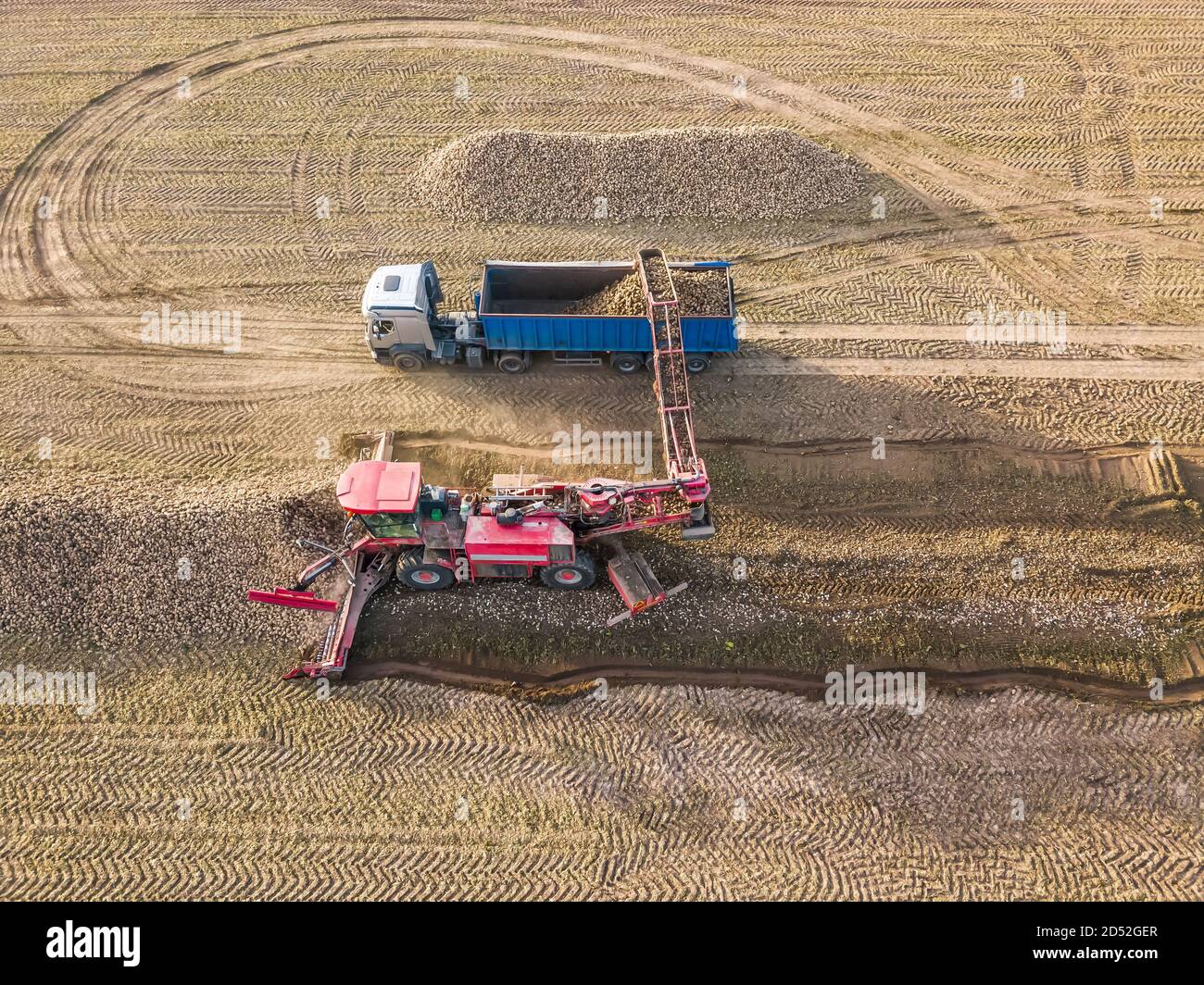Harvest of sugar beets with a tractor hi-res stock photography and ...