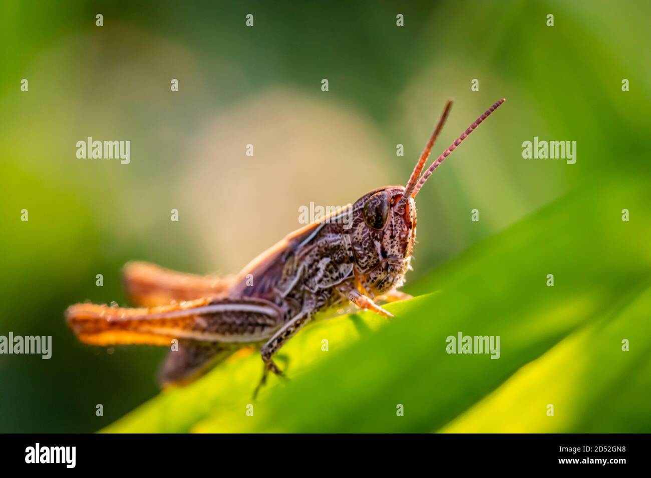 Locust lawn hi-res stock photography and images - Alamy