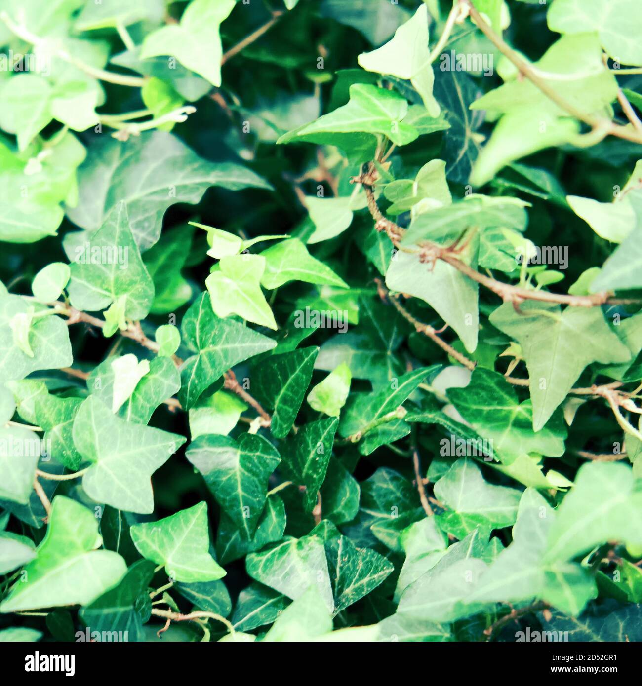 Ivy, wilica (Hedera) -a genus of plants in the family Araliaceae Stock ...