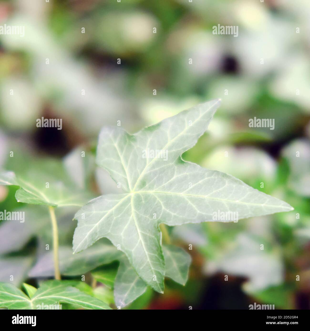 Hedera, commonly called ivy (plural ivies) is a genus of 12-15 species ...