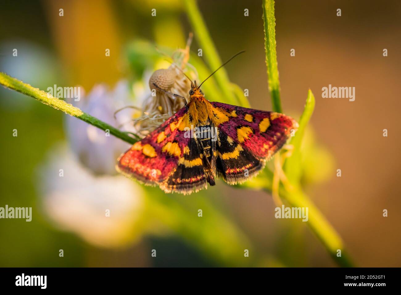 Common Purple-and-gold moth (Pyrausta purpuralis) in the meadow Stock ...