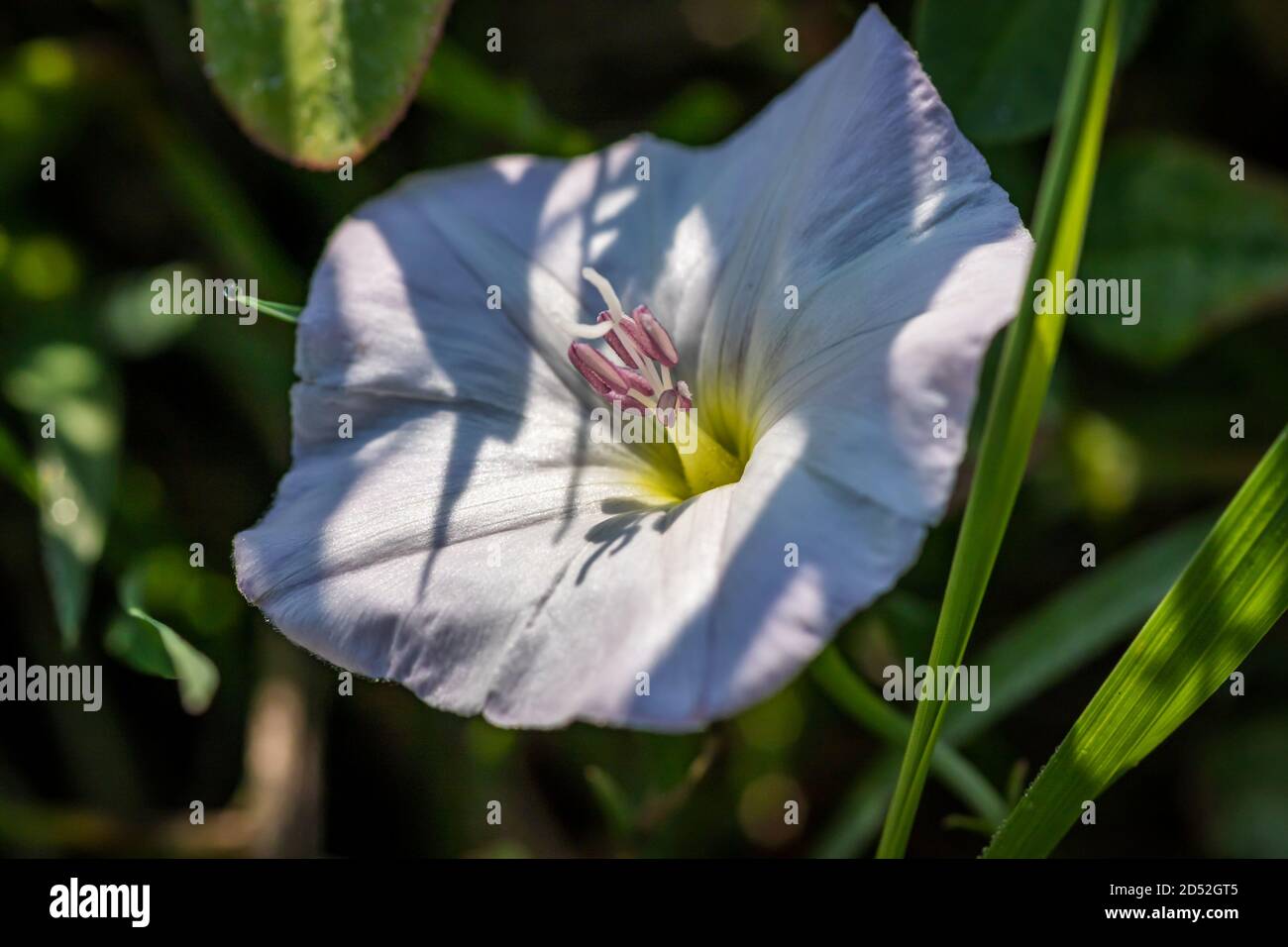 Bindweed convolvulus arvensis in hi-res stock photography and images ...