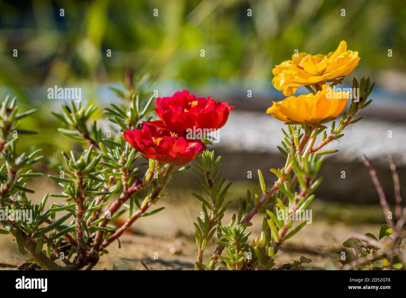 Red Portulaca Grandiflora