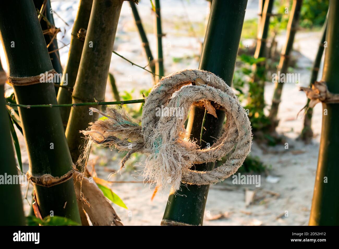 Jute or plastic rope rounded and hanging on the bamboo garden Stock ...