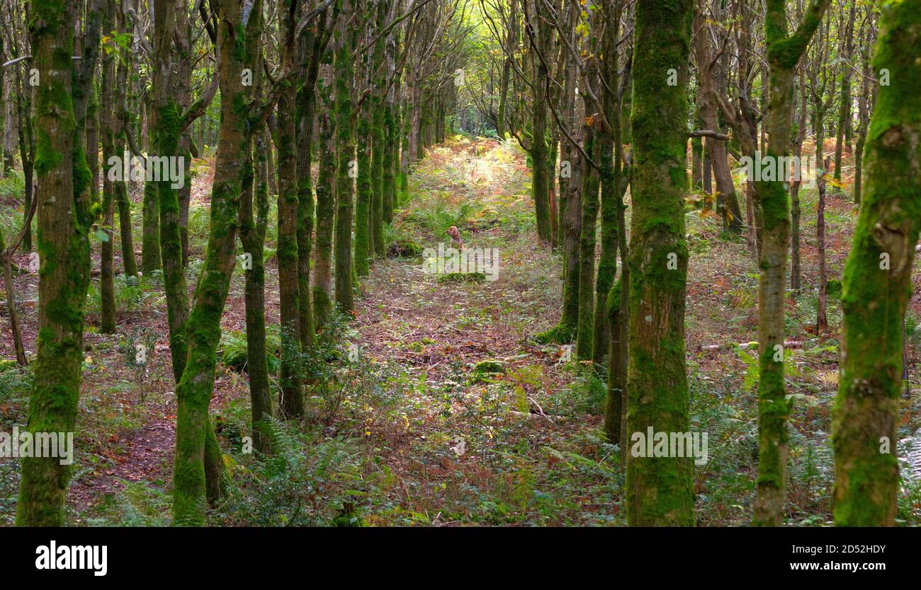 line of trees in a woodland Stock Photo - Alamy