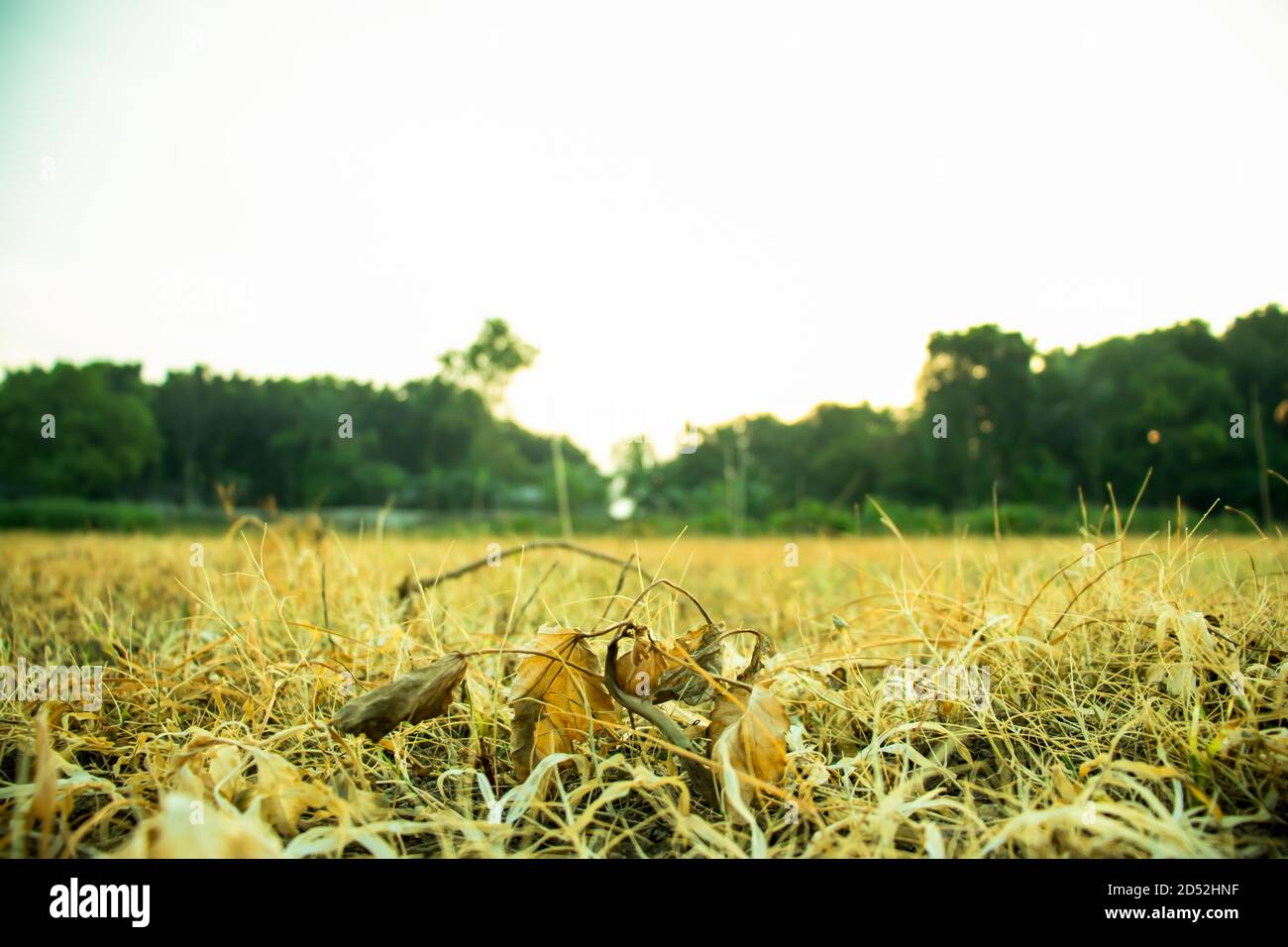 Pesticides sprayed on big the field grass and all green grass are dead ...