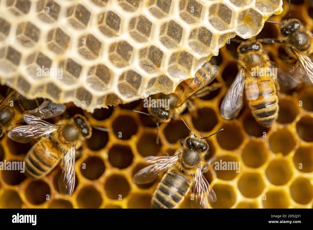 Details Of A Bee Habitat Bright Yellow Honeycomb Stock Photo Alamy