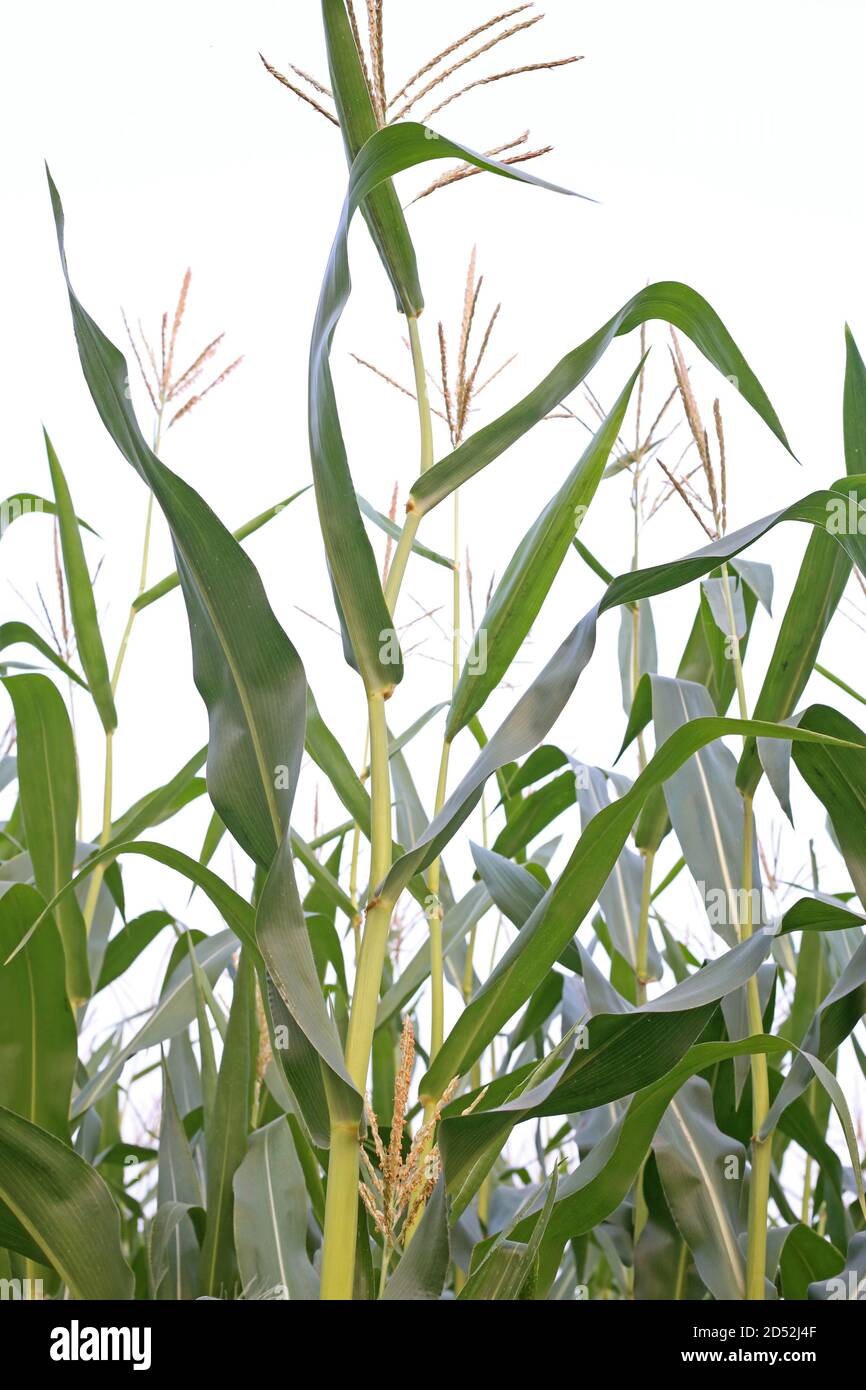 Tall green grass for cow food Stock Photo - Alamy