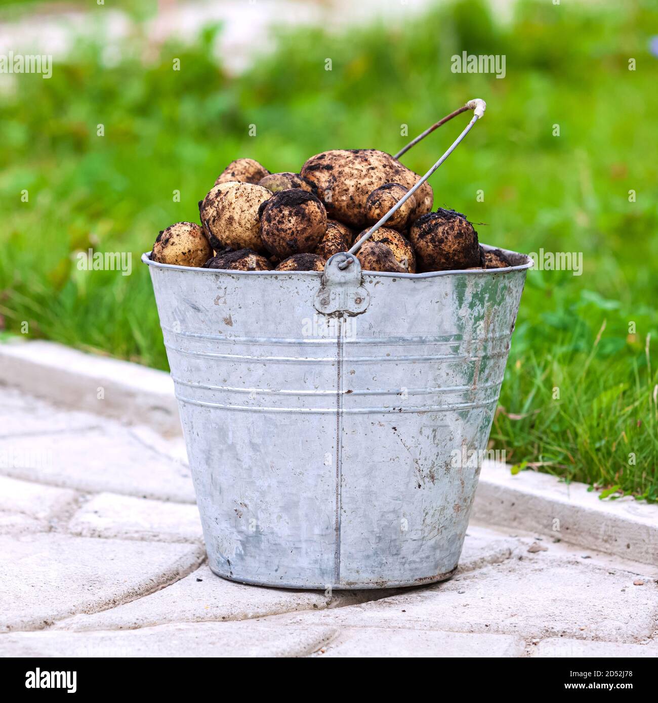 Metal bucket full of fresh potatoes Stock Photo - Alamy