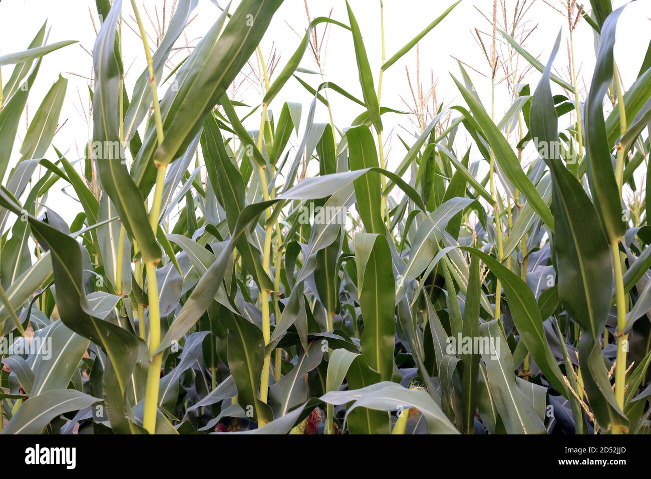 Tall green grass for cow food Stock Photo - Alamy