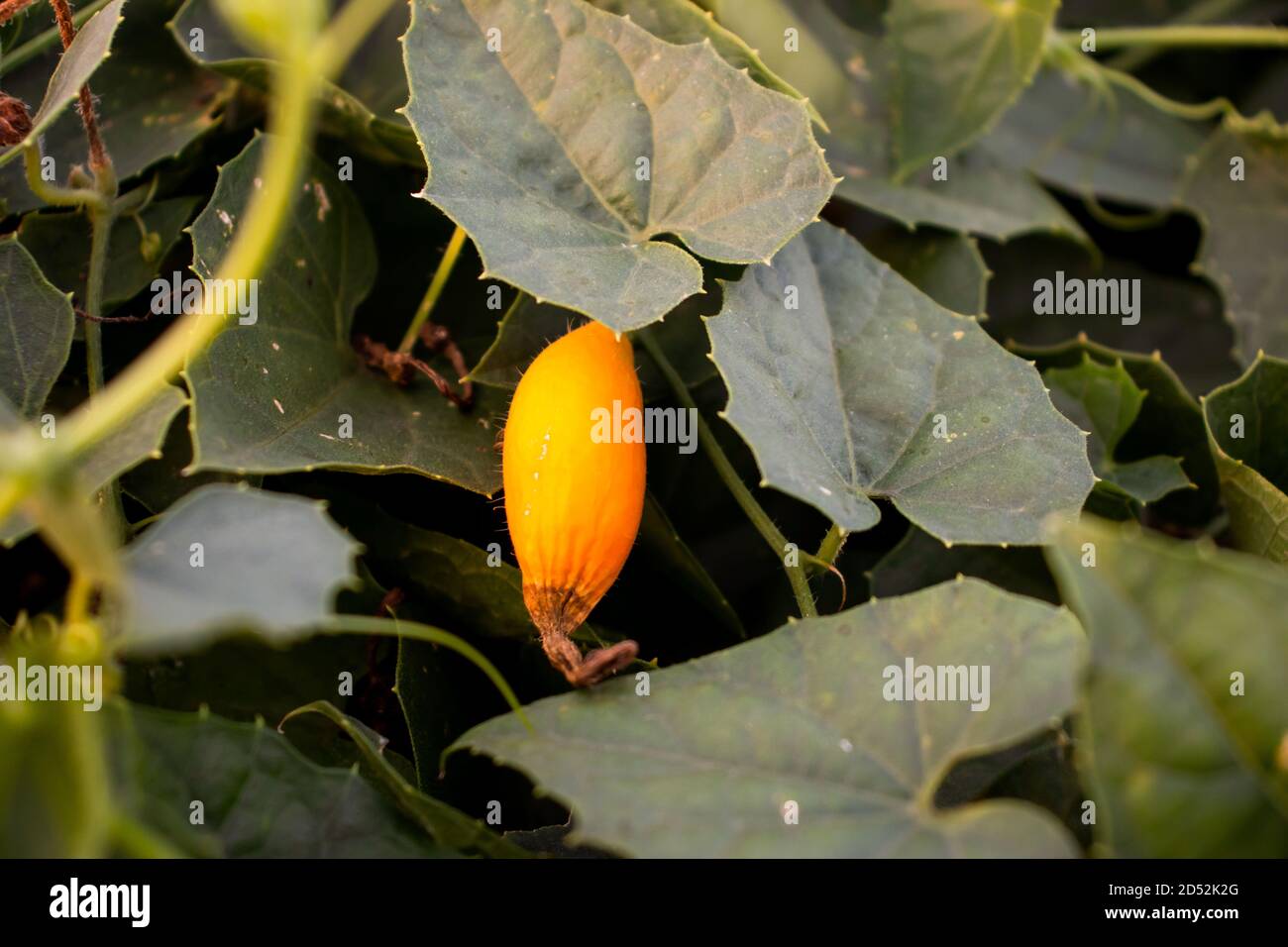 Pointed gourd ripe is a vine plant from the Cucurbitaceae familys Stock ...