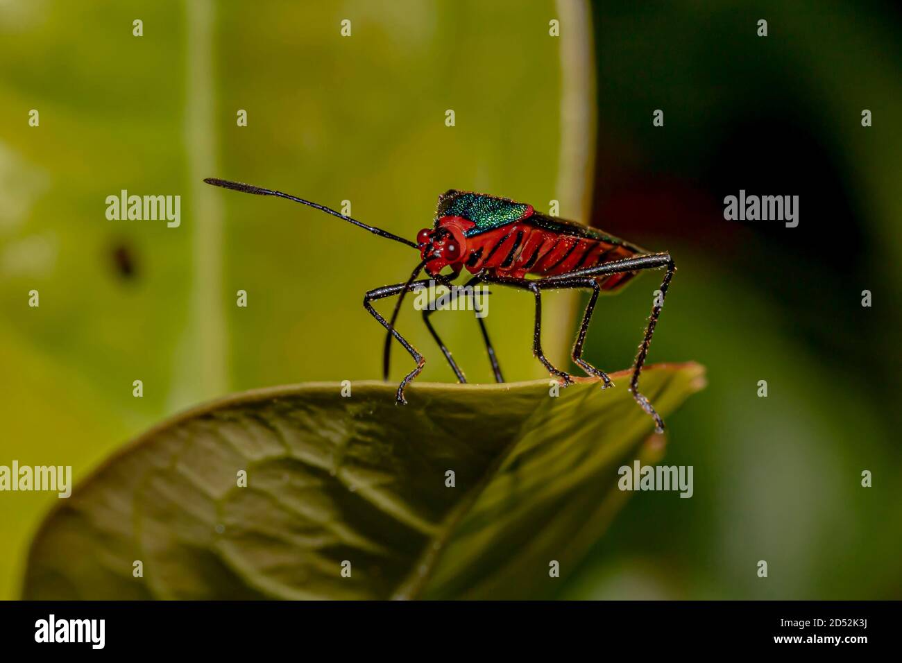 Sphictyrtus True Bug on a Green Leaf (Percevejo Sphictyrtus ...