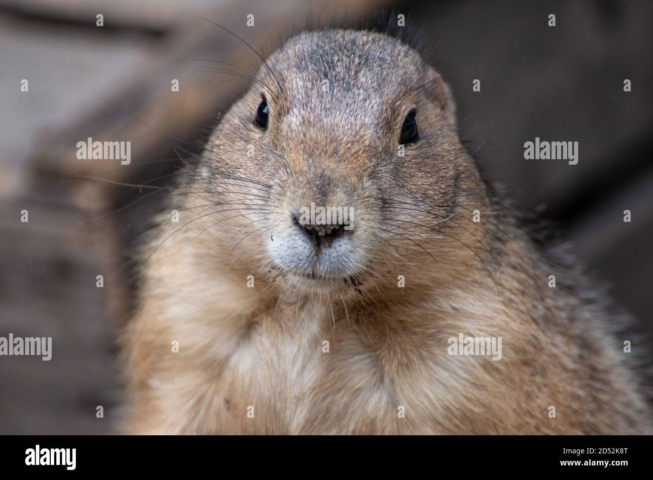 The head of a prairie dog Stock Photo - Alamy