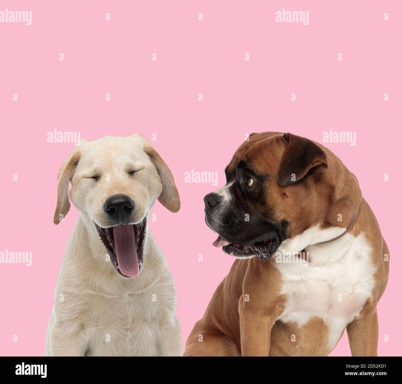 team of labrador retriever and boxer yawning, panting and sticking out ...