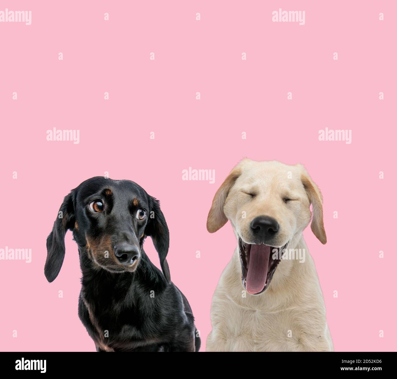 team of teckel dachshund and labrador retriever yawning on pink ...