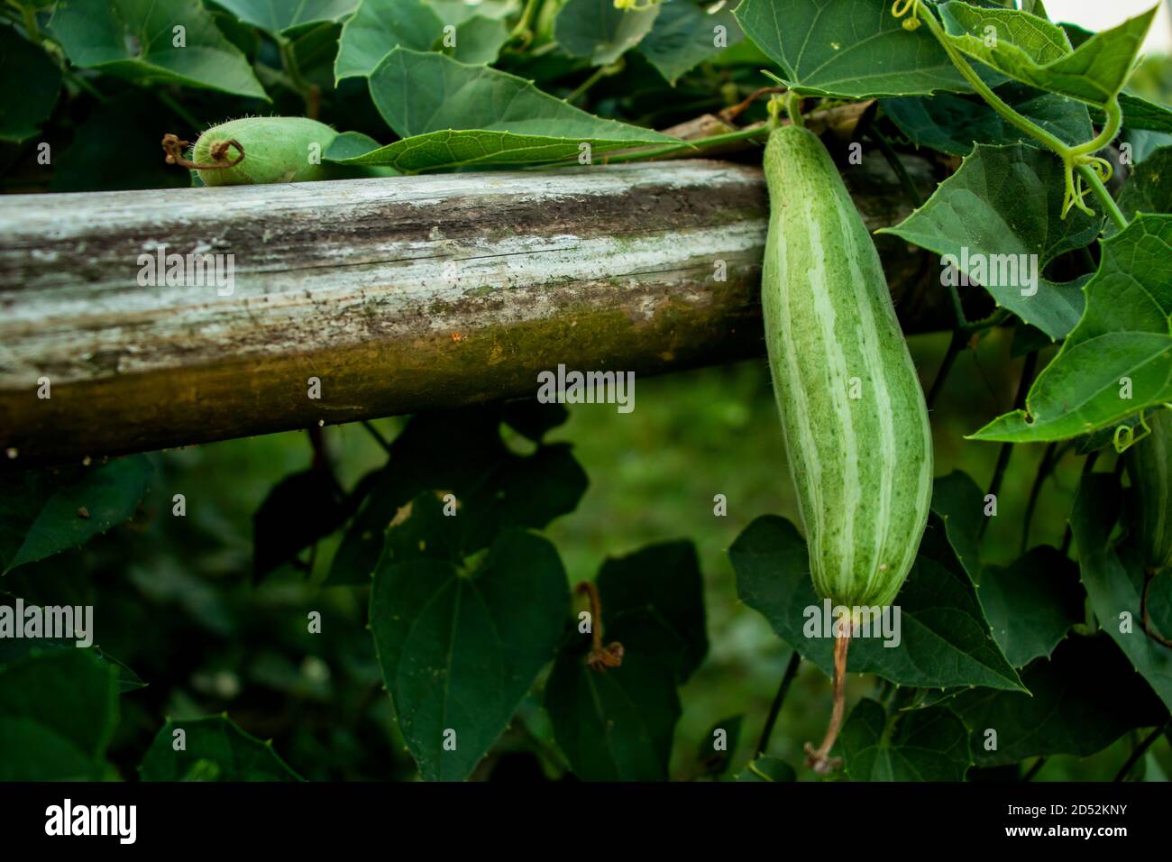 Potol High Resolution Stock Photography and Images - Alamy